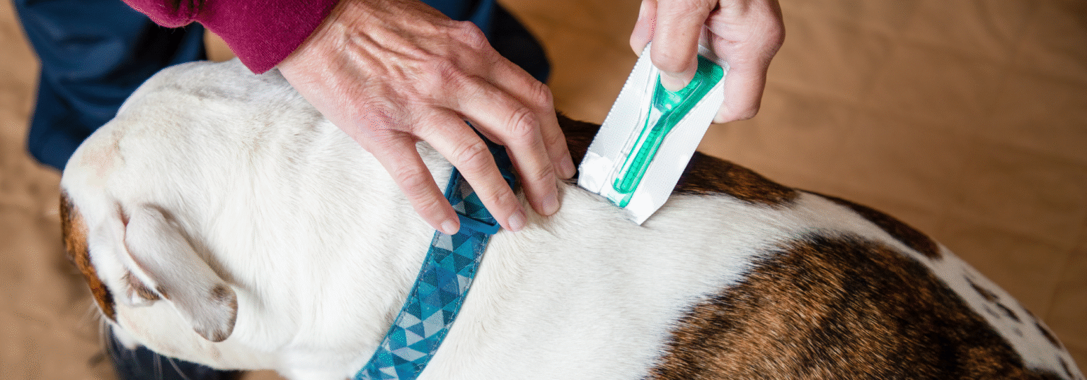 The importance of preventative care - Wolfe Vets