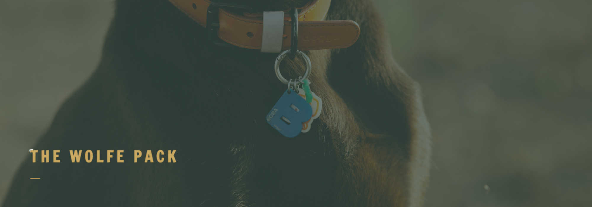 How can a health plan benefit me and my pet? - Wolfe Vets